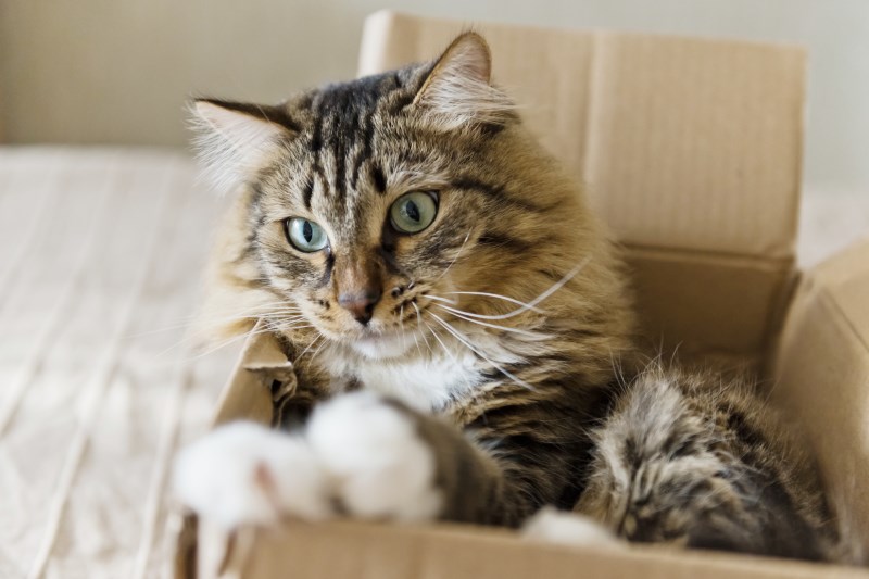 Things To Know Before You Move With Your Cat